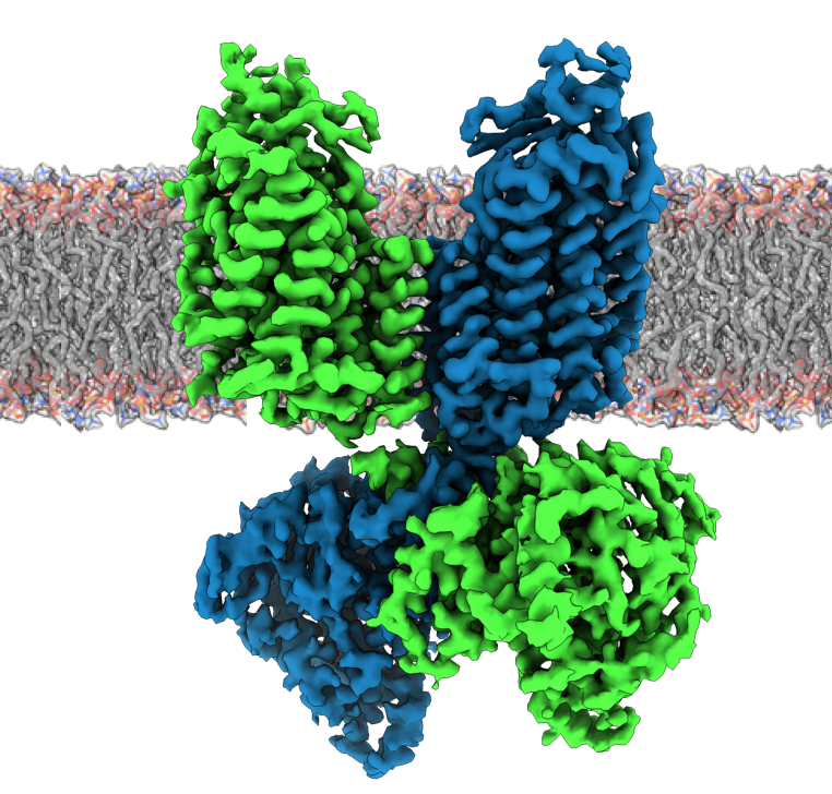 Liao Lab reveals the structure and mechanism of the cation-chloride ...